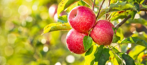 Pink Lady®, een unieke appel | Pink Lady®